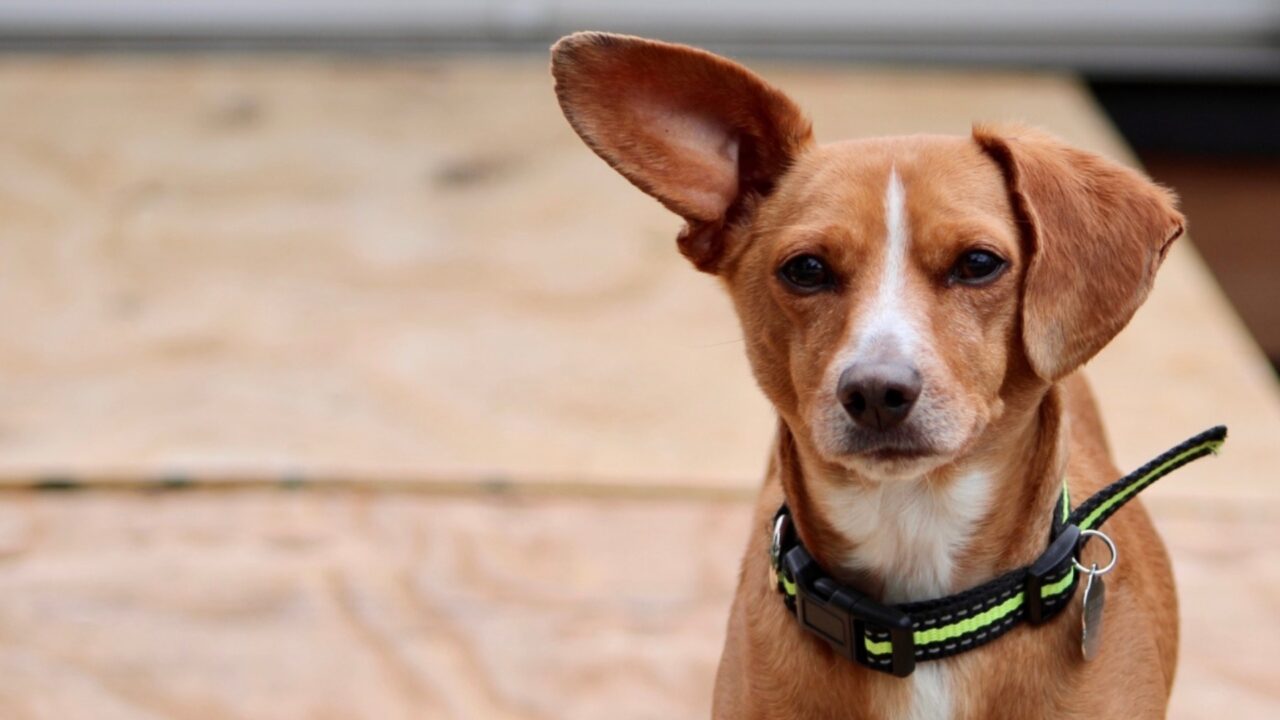 About Our Frisco Vet And Pet Dental Services